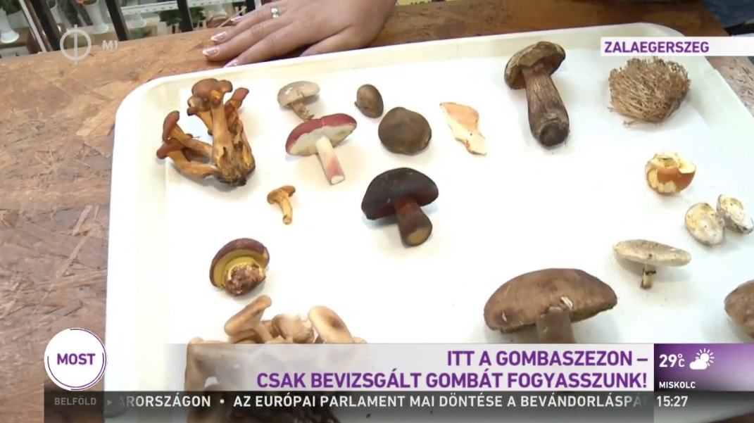 » Itt a gombaszezon – Csak bevizsgált gombát fogyasszunk!